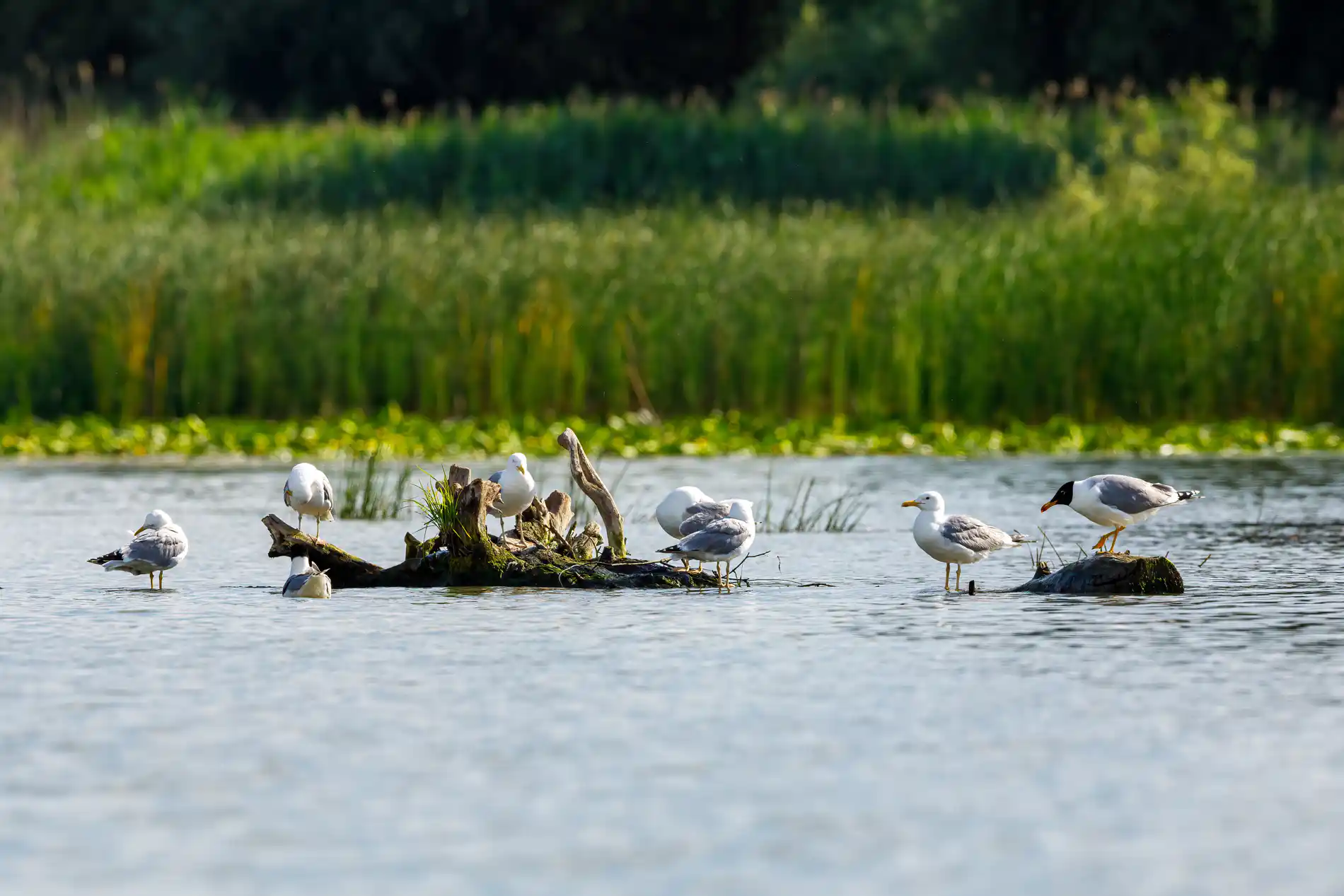 Danube Delta Travel Guide: Wildlife, Best Places & Tips 2026